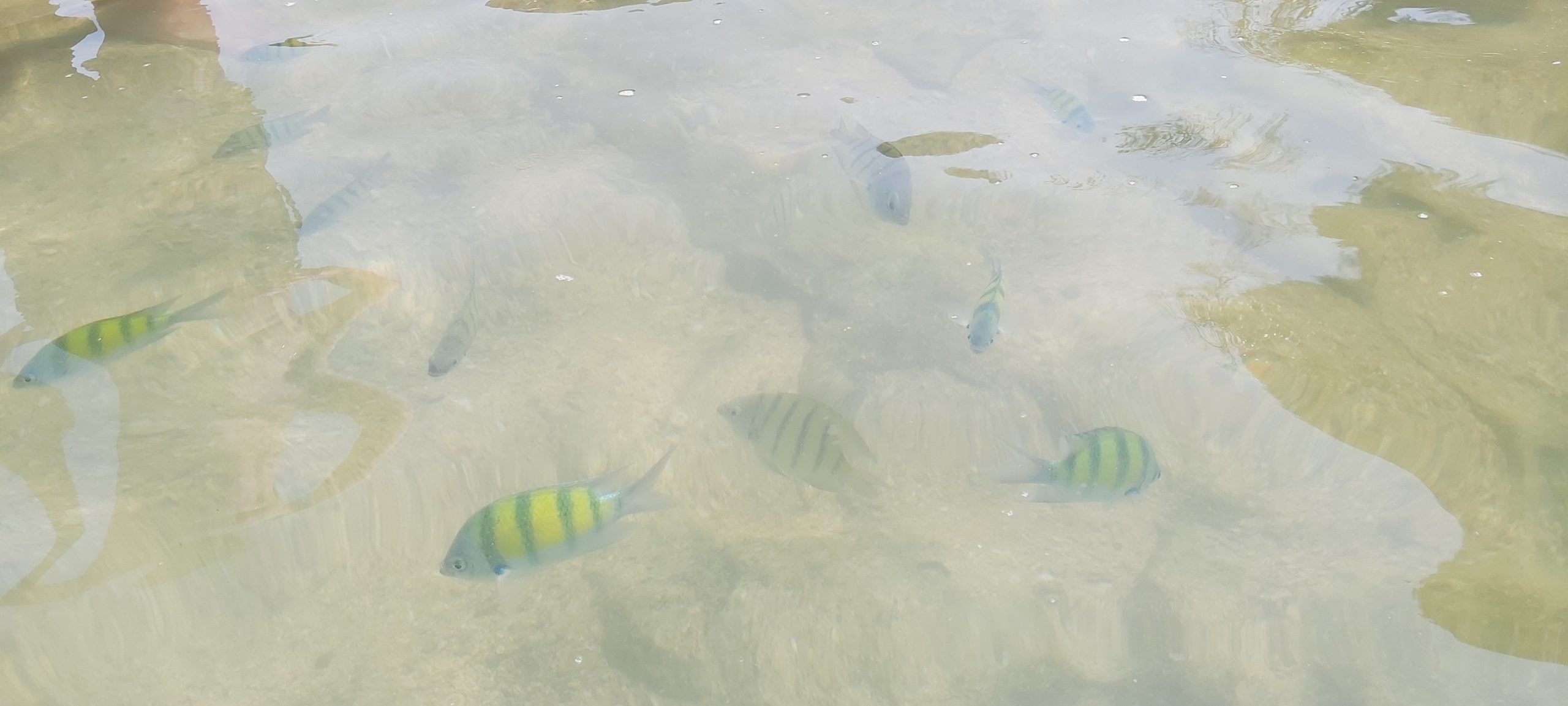 hosts and parasites | Grid Reference